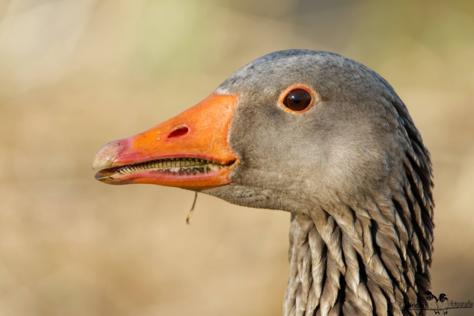 Schnabelformen der Vögel – Ostfriesenfotografie